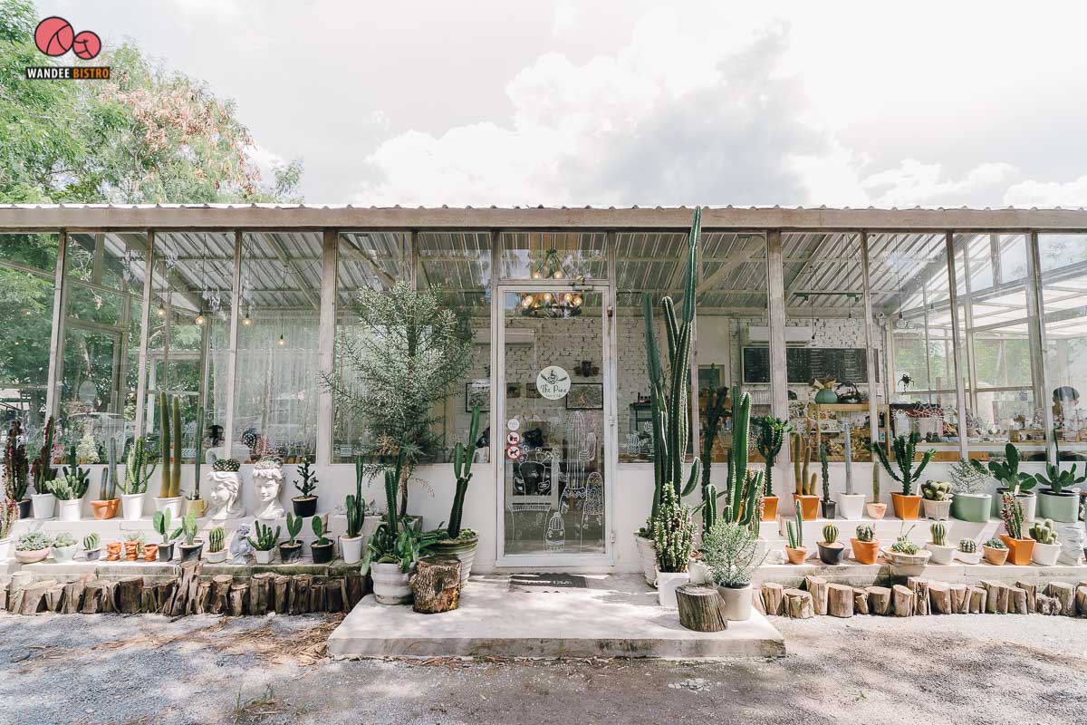 The Pine Farm & Cafe คาเฟ่ของคนรักแคคตัส คลองลัดมะยม